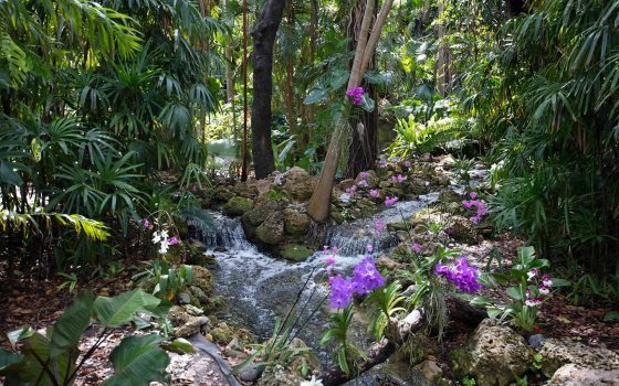 Botanical Gardens in Miami and More: MiamiCurated